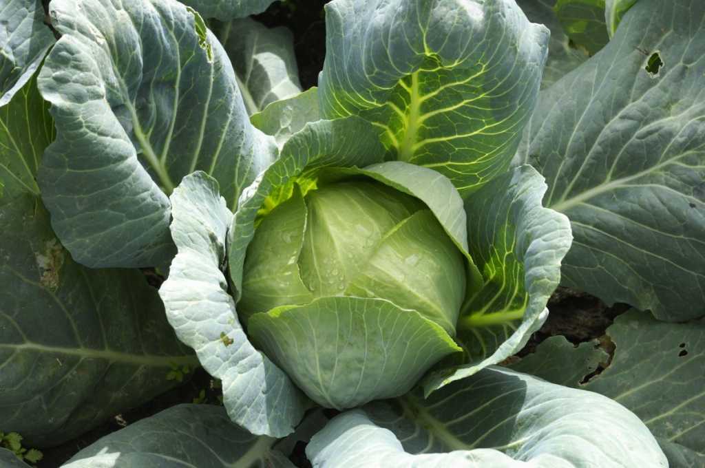 Repollo o col | Cook for Your Life