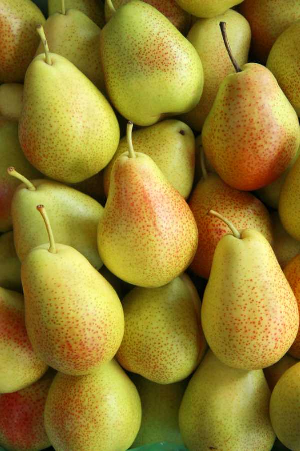Pears | Cook for Your Life