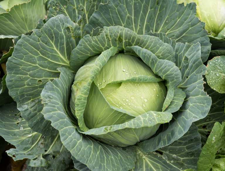 Cabbage | Cook for Your Life