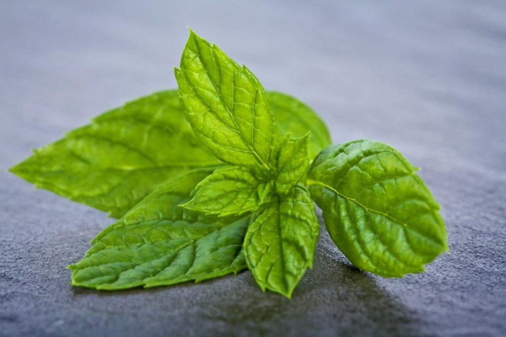 Menta | Cook for Your Life