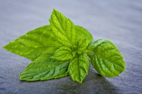 Menta | Cook for Your Life