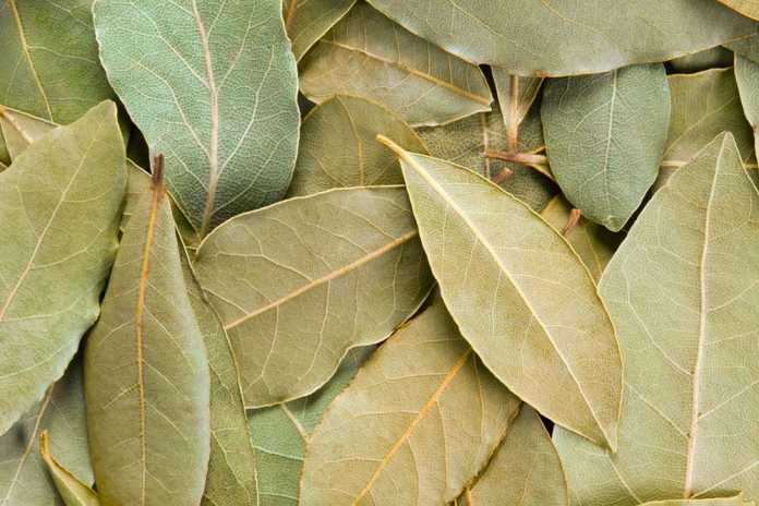 Bay Leaves: The Herb in Every Kitchen | Cook for Your Life